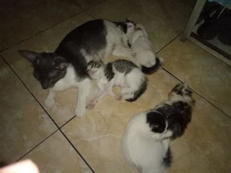 Mengenal Fpv Virus Paling Mematikan Pada Kucing