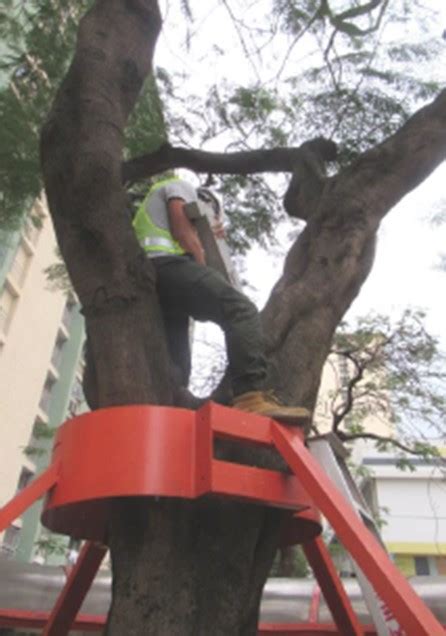 Tree Decay Detection Tools Anthony S Tree World