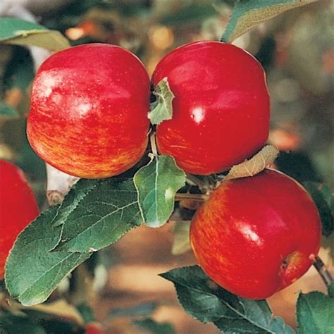 Dwarf Apple Trees