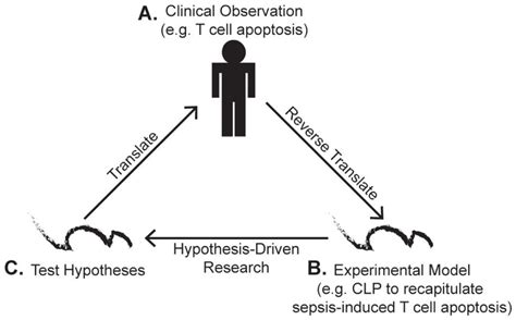 Proposed Interplay Of Clinical And Experimental Research To Elucidate