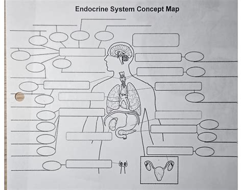 Endocrine System Concept Map Quiz