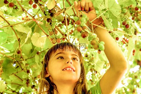 漂亮的小女孩，在夏天摘葡萄高清摄影大图 千库网
