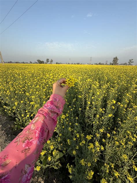 The Beauty Of Punjabs Mustard Fields 🌾 Pakistan Aesthetic Nature