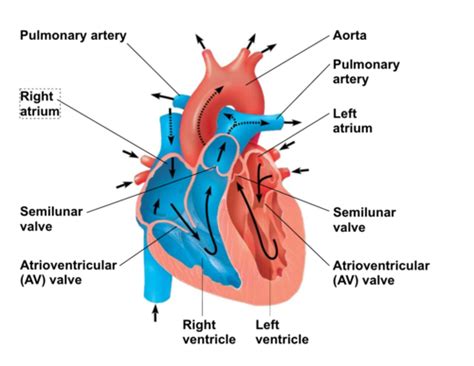 Biol 216 Exam 3 Flashcards Quizlet