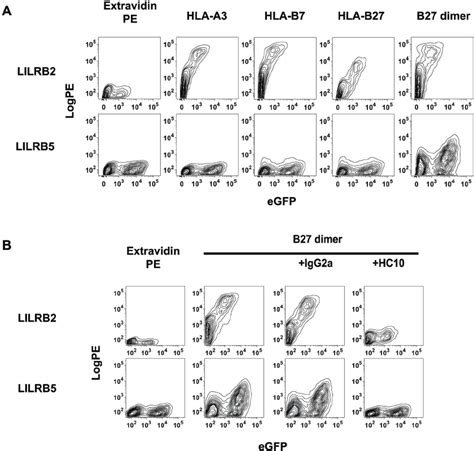 Lilrb5 Binds Specifically To Hla B27 Free Heavy Chain Dimers But Does