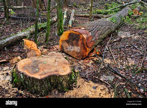 Chopped Tree Trunk High Resolution Stock Photography And Images Alamy