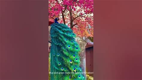 Beautiful Peacocks Youtube Beautiful Peacocks Youtube