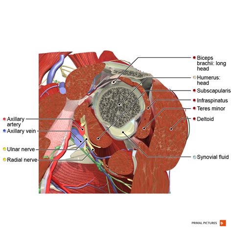 Rotator Cuff Physiopedia