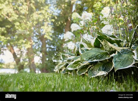 Flowerbed Close Up Of Hydrangea Paniculata Grandiflora And Two Colored Hosta With A White Border