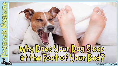 Why Does Your Dog Sleep At The Foot Of Your Bed • Doggozila Magazine