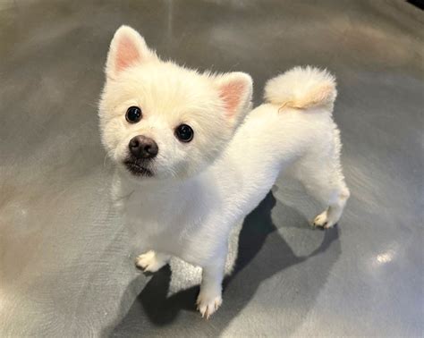 폼피츠흰둥이 강아지책임분양 컴투펫케어센터