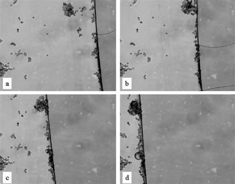 Snapshots Of The Moving Nematic Isotropic Interface Made Between