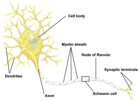 Lecture Chapter Neurons Synapses Signaling Flashcards Quizlet