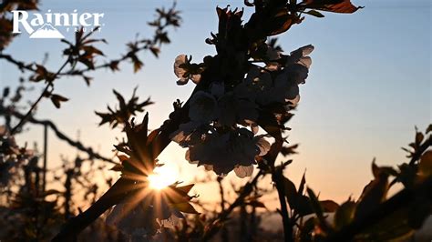 [video] David Armenta On Linkedin Nwcherries