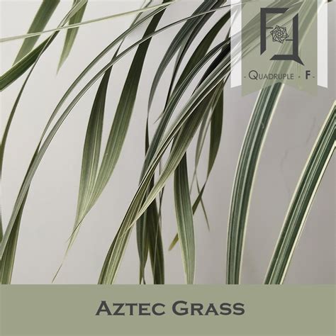 Aztec Grass