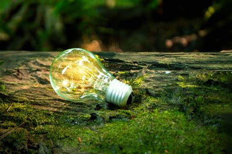 Sustainable Practices In Retail Impact On Loyalty