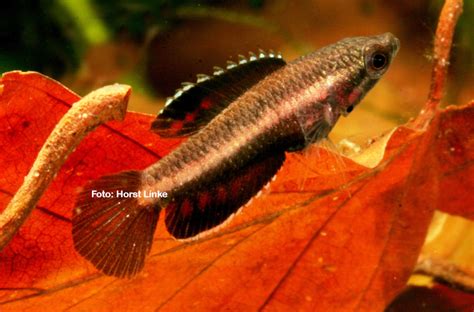 Zwerg Prachtgurami Parosphromenus Parvulus Kaufen