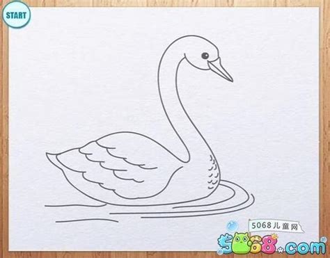 幼儿园简笔画白天鹅和黑天鹅（高清10张） 简笔画图片大全