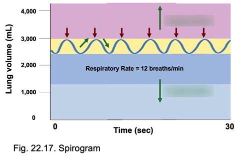 Spirogram Diagram Quizlet