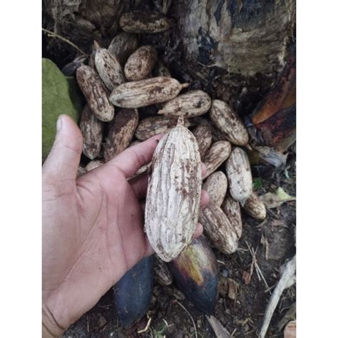 Jual Biji Pohon Ulin Merah Kalimantan Shopee Indonesia