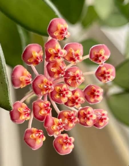 Hoya Burtoniae Vs Bilobata Differences And Similarities