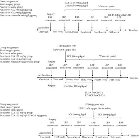 Schematic Illustration Of The Timeline And Group Assignment Download Scientific Diagram