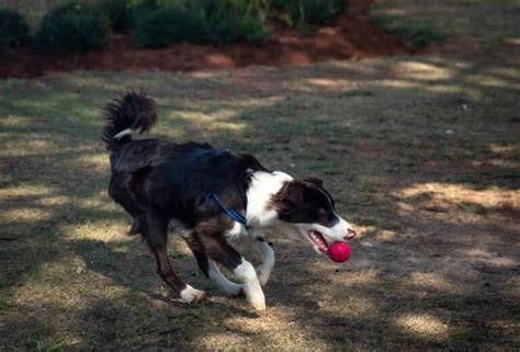 How To Train A Border Collie Top 10 Essential Commands And Techniques Border Collies Life