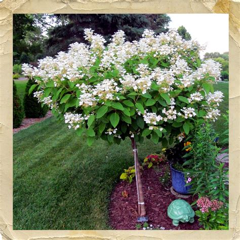 Over The Garden Gate Quick Fire Hydrangea Tree