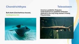 Vertebrates Pptx Pptx
