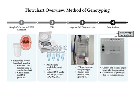 ACTN3 Genotyping Flowchart BioRender Science Templates