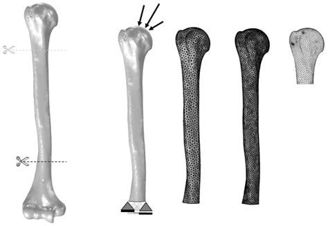 5 3d Proximal Humerus From Left To Right Anatomical Model Boundary Download Scientific