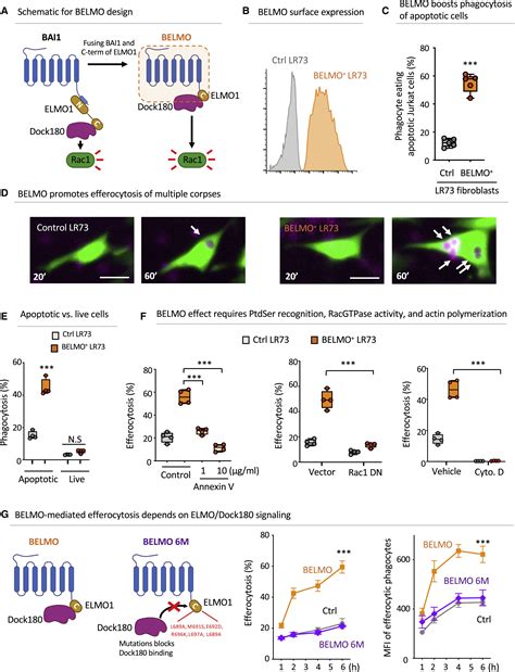 Chimeric Efferocytic Receptors Improve Apoptotic Cell Clearance And