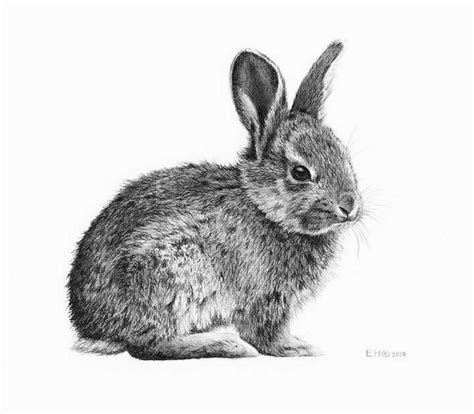 Realistic Rabbit Pencil Drawing
