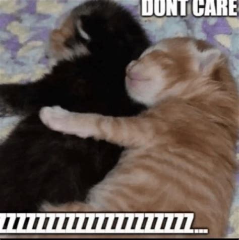 Send Me Eepy Cats Rule R 196