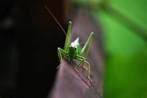 Premium Photo Close Up Of Grasshopper On Railing