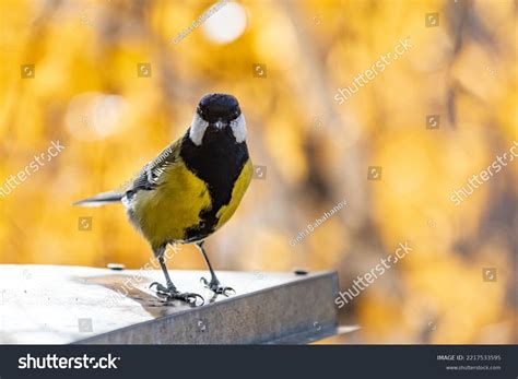 Tit Outside Window Titmouse Bird Sitting库存照片2217533595 Shutterstock