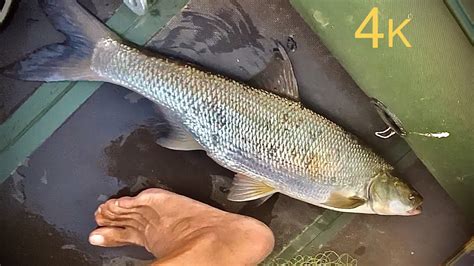 Рыбалка на перемёт резинку с лодки Рыбалка 2020 Ахтуба Август Youtube