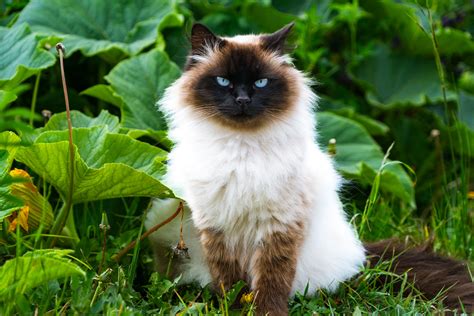 Related To Himalayan Kittens Himalayan Kitten For Sale Poddarkennel