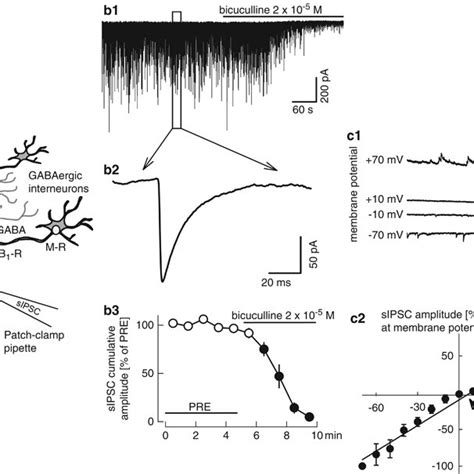 Characterization Of Spontaneous Inhibitory Postsynaptic Currents