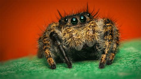 Jumping Spider News Articles Iflscience