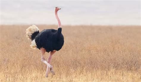Struthioniformes Ostriches Facts Distribution And Population Biodb