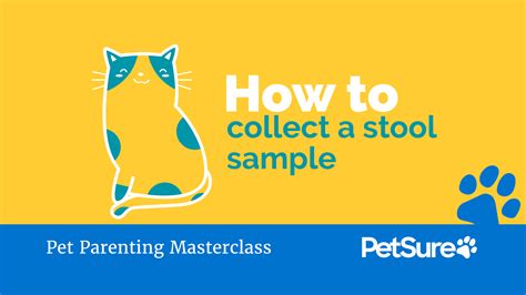 How To Collect A Stool Sample From A Cat Easy Steps For Success Pawflick