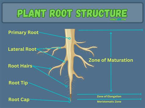 Roots And Hydroponics Everything You Need To Know