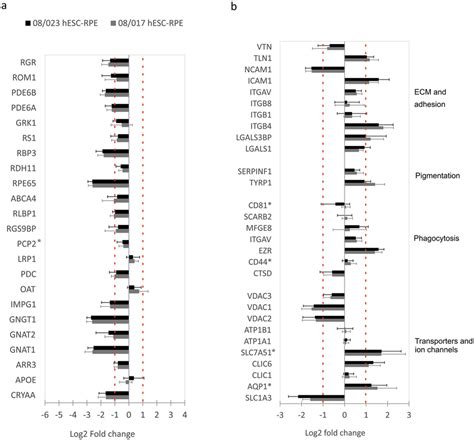 Proteins Involved In Important Rpe Functions A Relative Mean Download Scientific Diagram