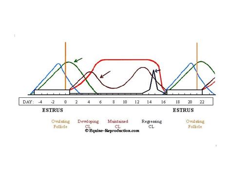Equine Estrous Cycle Quiz