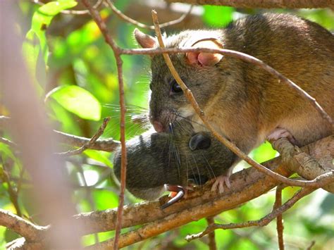 Woodrats Natures Ingenious Architects The Neal Taylor Nature Center