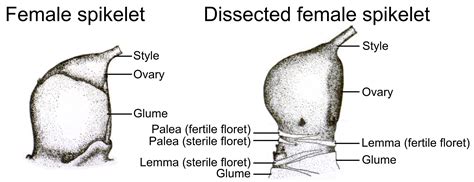 Maize Morphology And Anatomy Earth Home Evolution