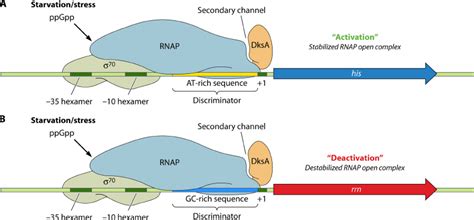 Ppgpp And Dksa Control Transcription Directly In Response To Stress Download Scientific