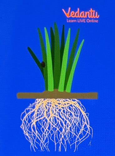 Bio LAB Midterm Flashcards Quizlet Bio LAB Midterm Flashcards Quizlet