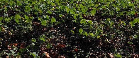 Difference Between Manure And Fertilizer With Comparison Chart Key Differences